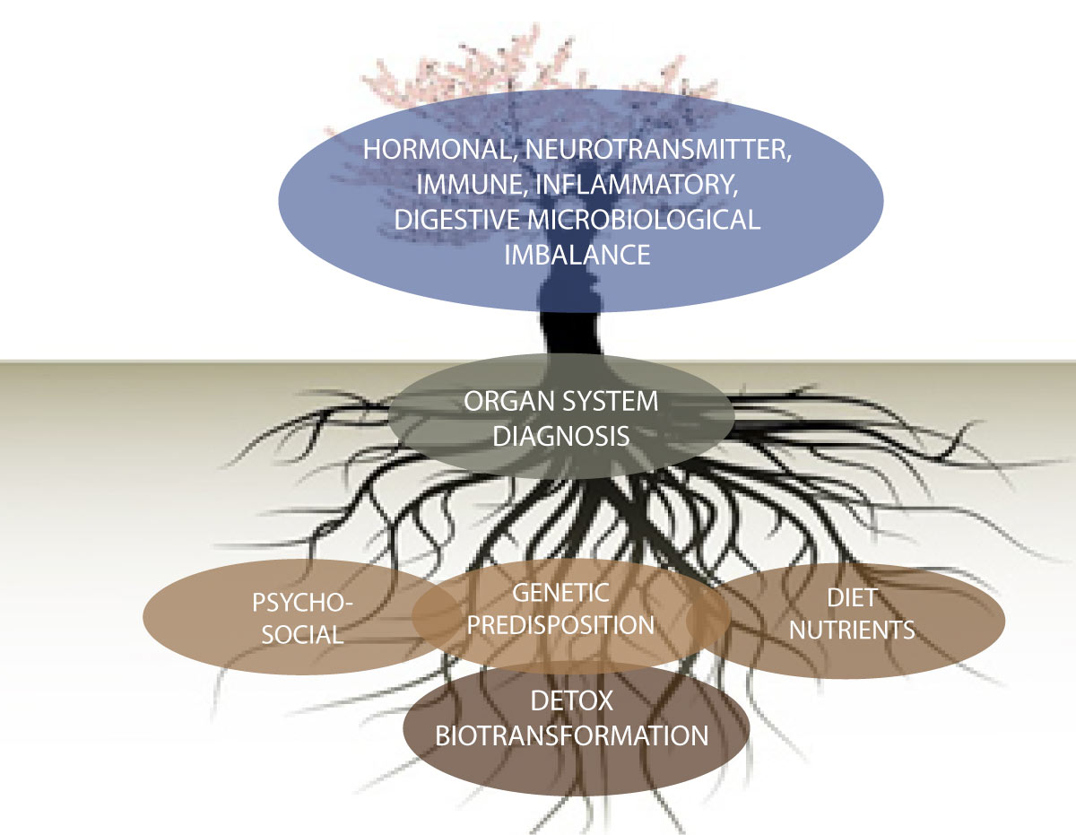 What Is Functional Nutritional Medicine? – Clinical Nutrition ...